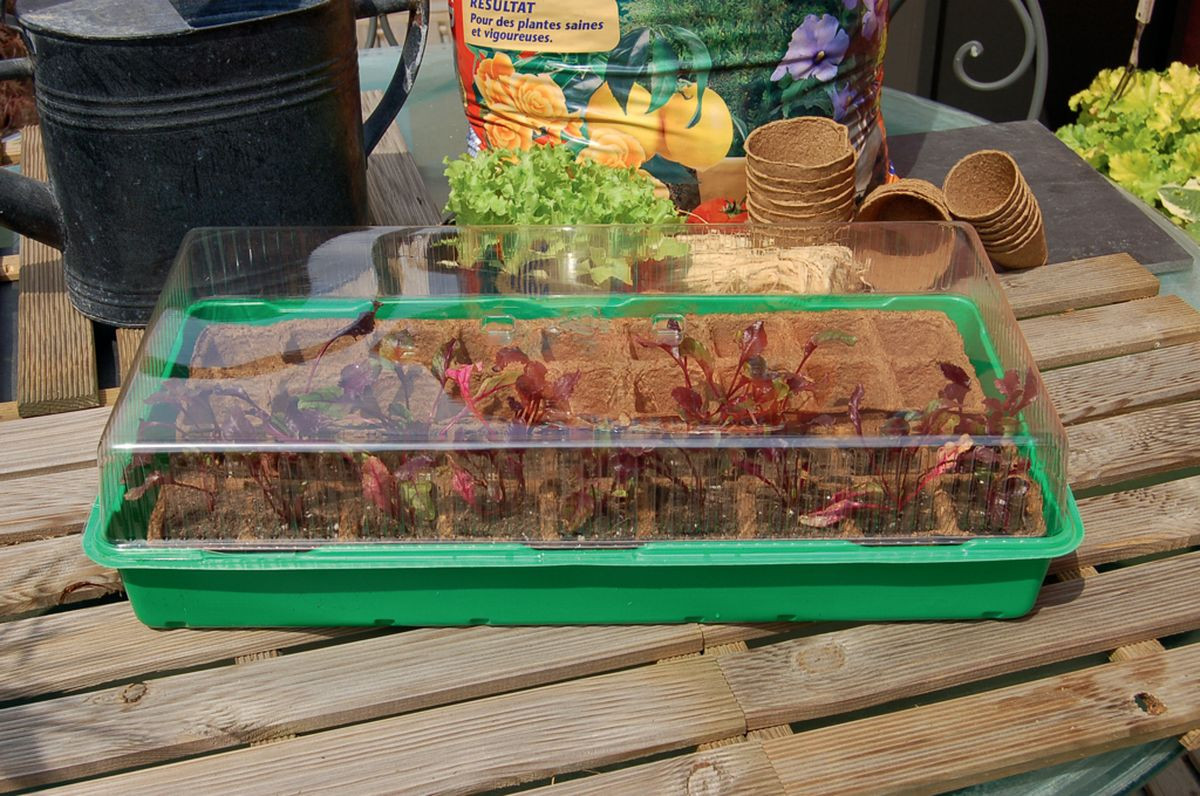 Nortene Mini serre "Growing Kit" avec plaque biodégradable - 6 x 6 cm