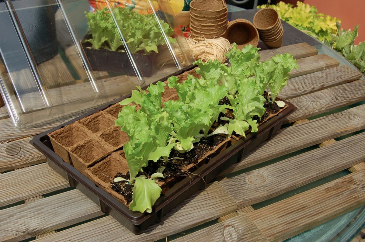 Nortene Mini serre "Growing Kit" avec plaque biodégradable - 5 x 5 cm